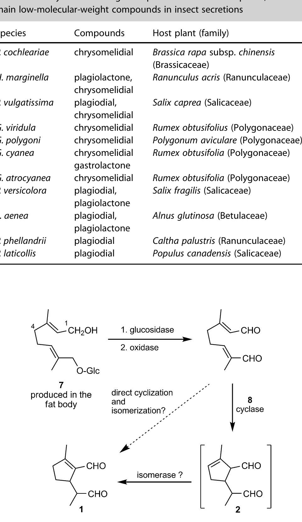 Principal pathway of the biosynthesis of 1. the two primary