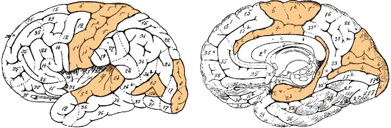 Flechsig’s myelogenetic map of human cortex. the numbering