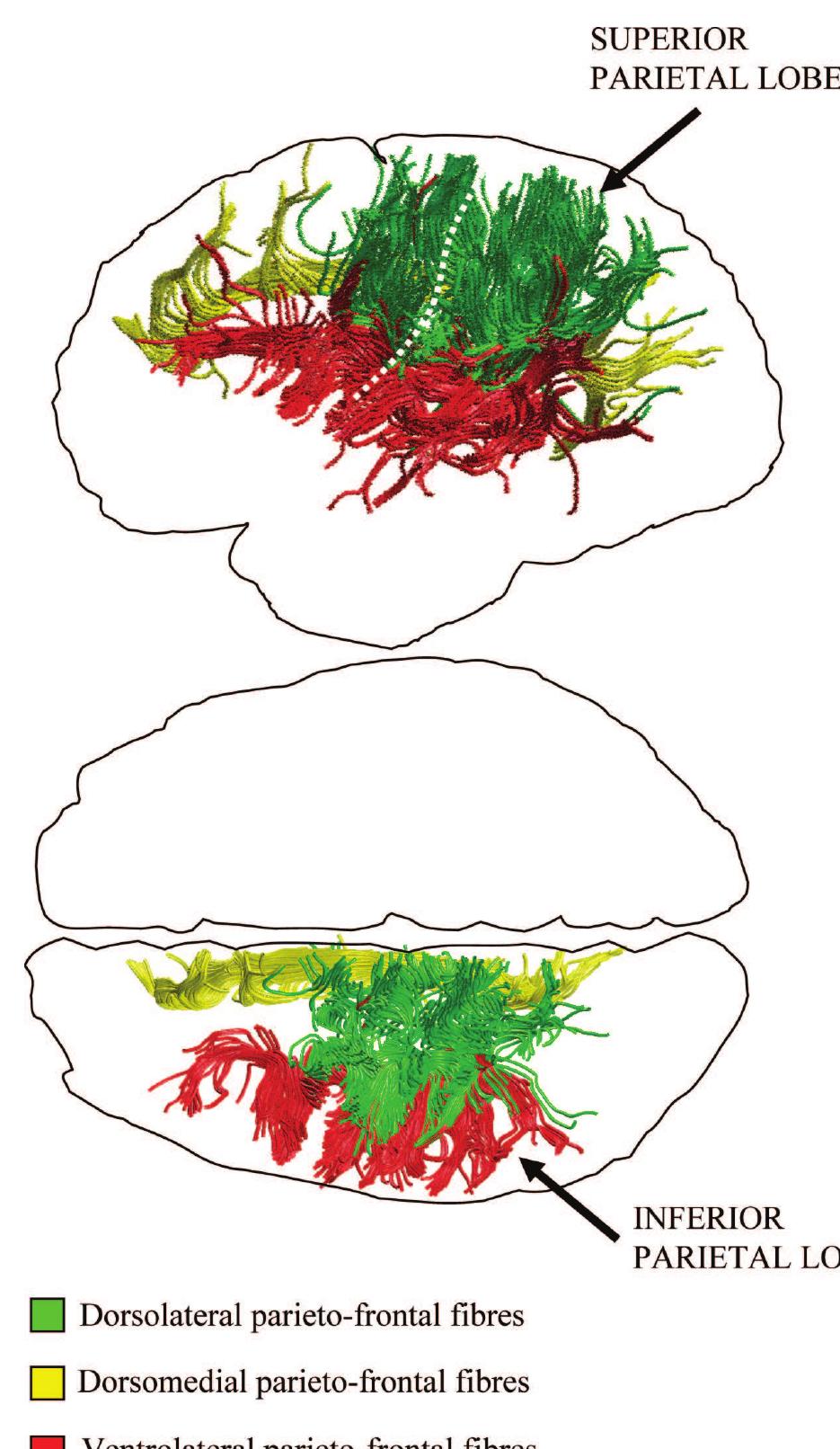 Praxic frontoparietal circuitry. a 3d reconstruction of the