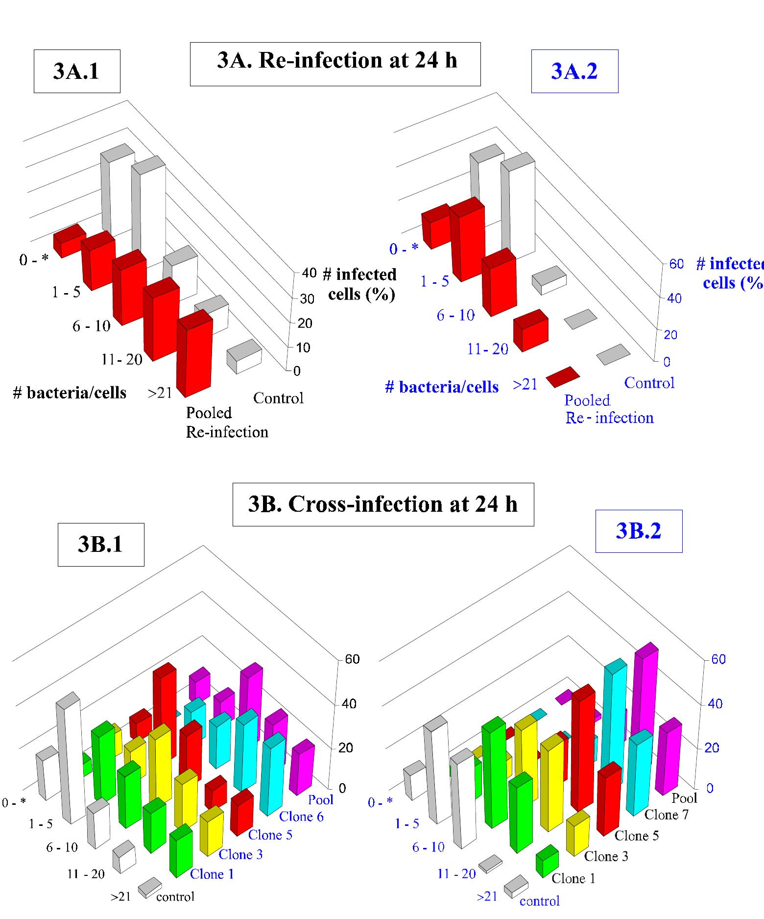 P reticulatum + a. catenella bacterial clones a. catenella