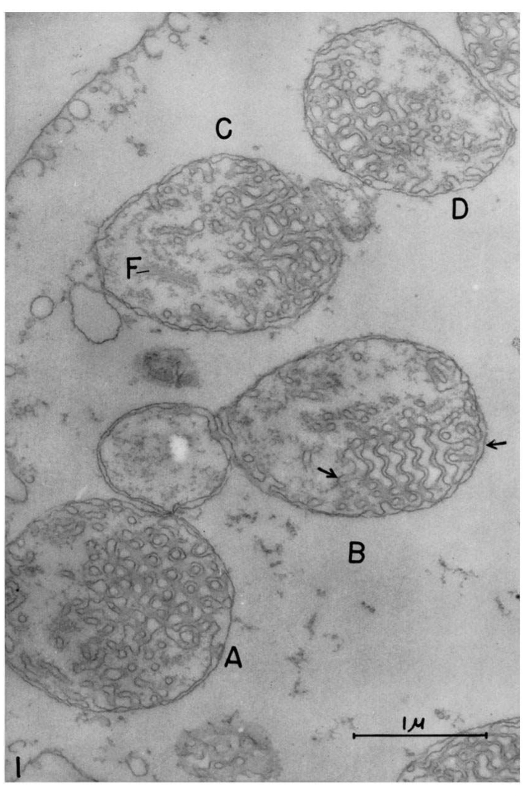 Figure 4 - from Mitochondria: I. Fine Structure of the