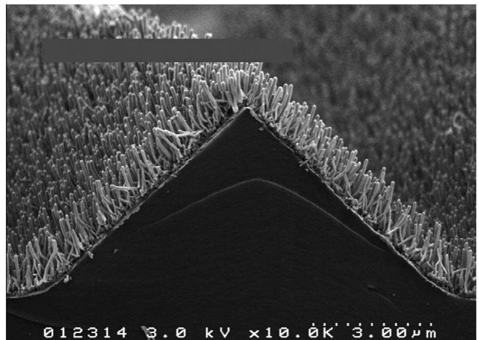 Scanning electron microscopy images of nanostructured thin