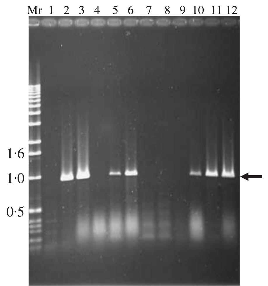 Rt-pcr detection of thrips-transmissible and -non-