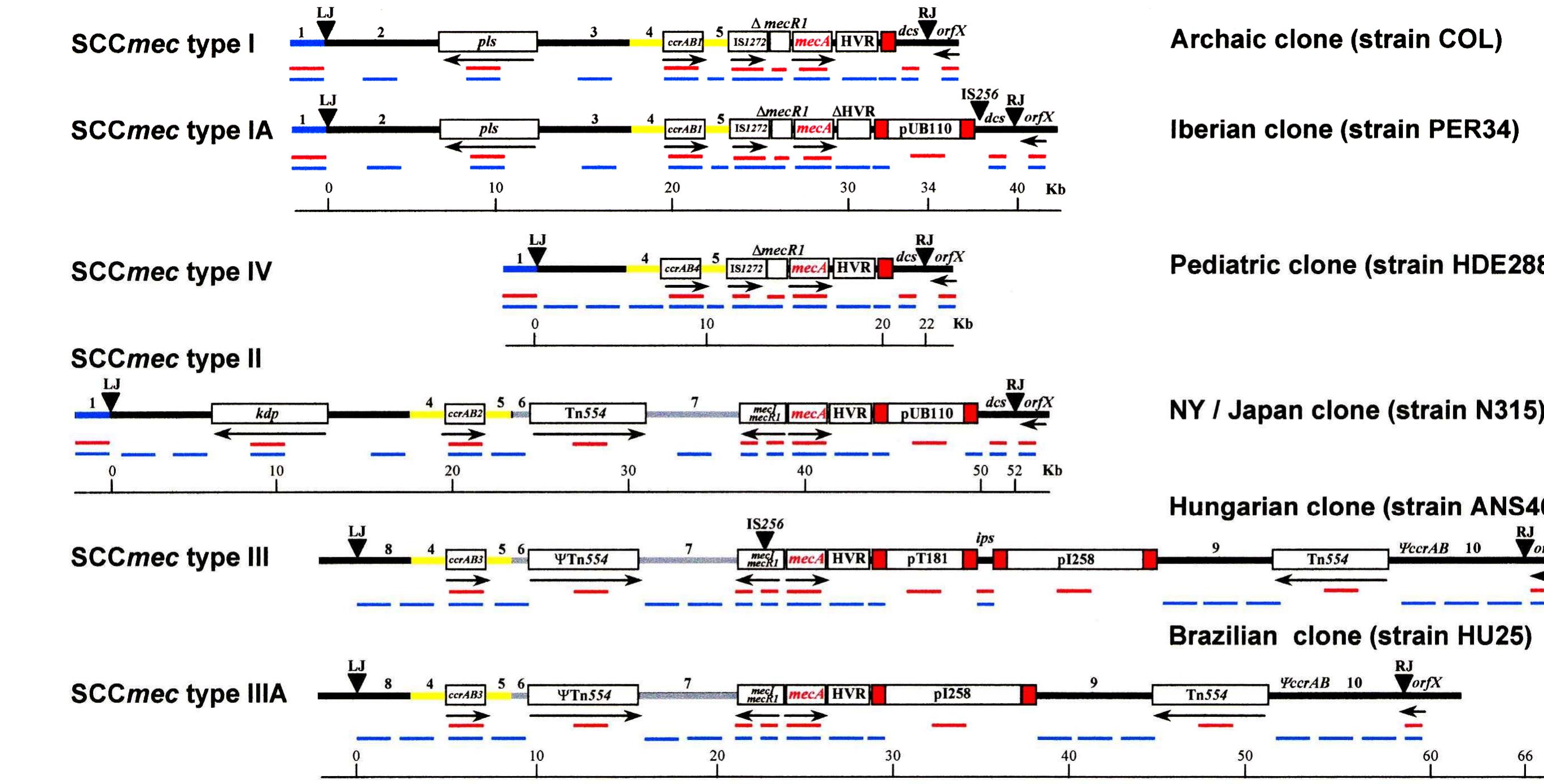 Sccmec element structures and variants. the basic structures