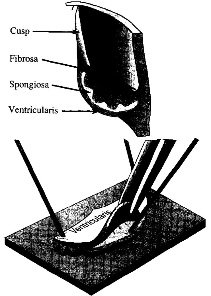 Diagram of leafiet morphology (top) and micro- dissection