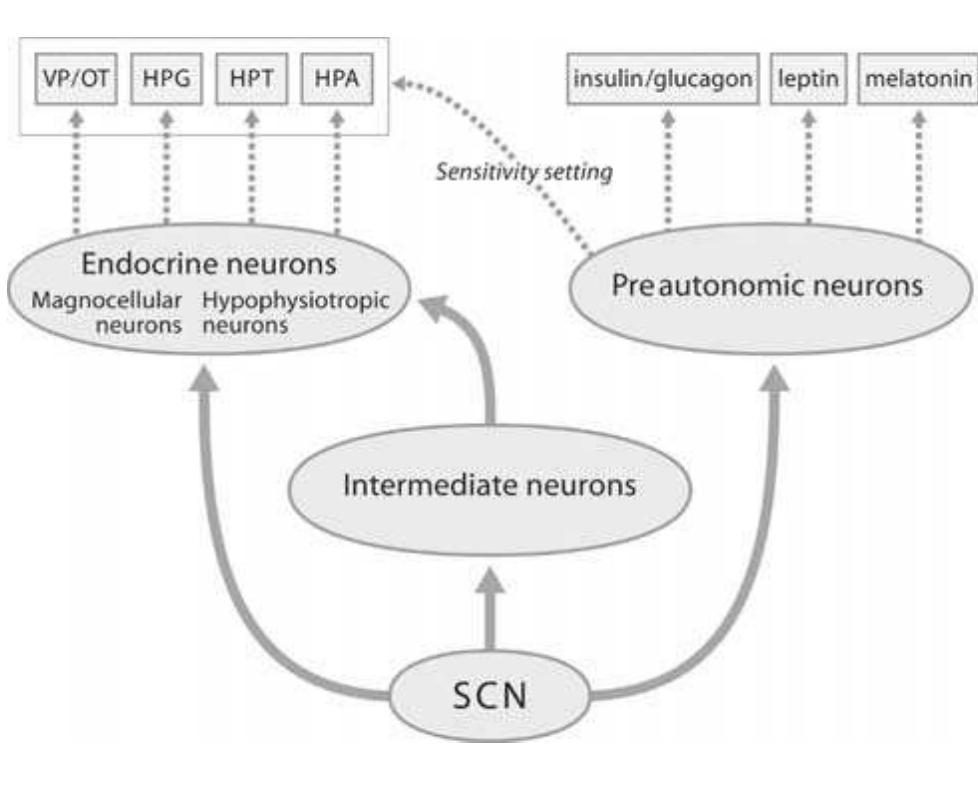Review scheme of the various scn outputs. three main types
