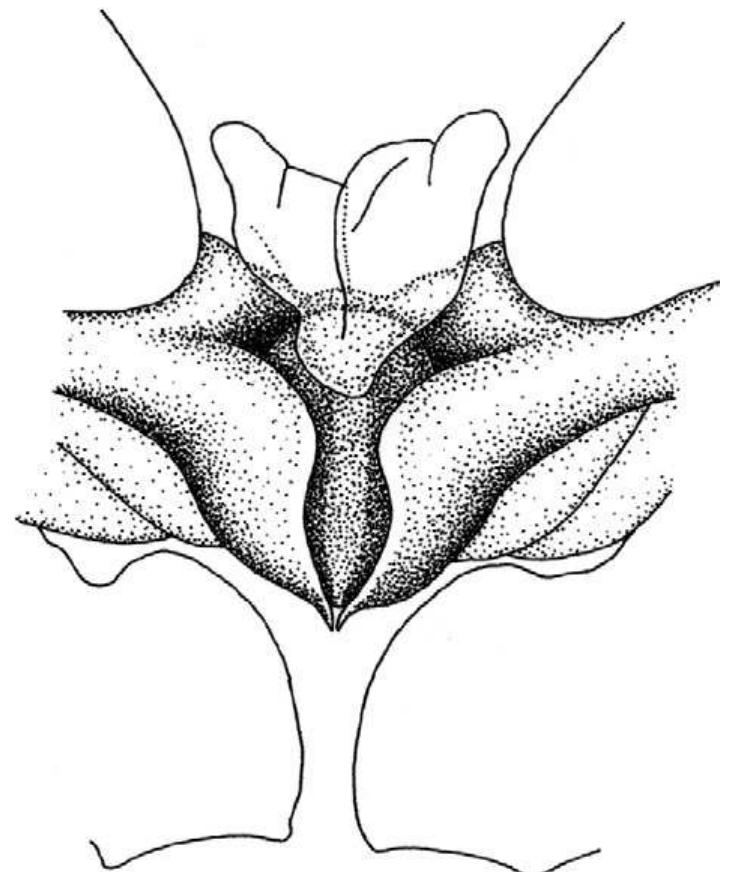 Figure 4 - An Introduction to the Biology of Northern Krill