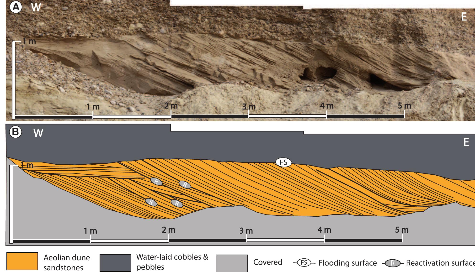 Area 4. (a) outcrop and (b) line drawing. transverse aeolian