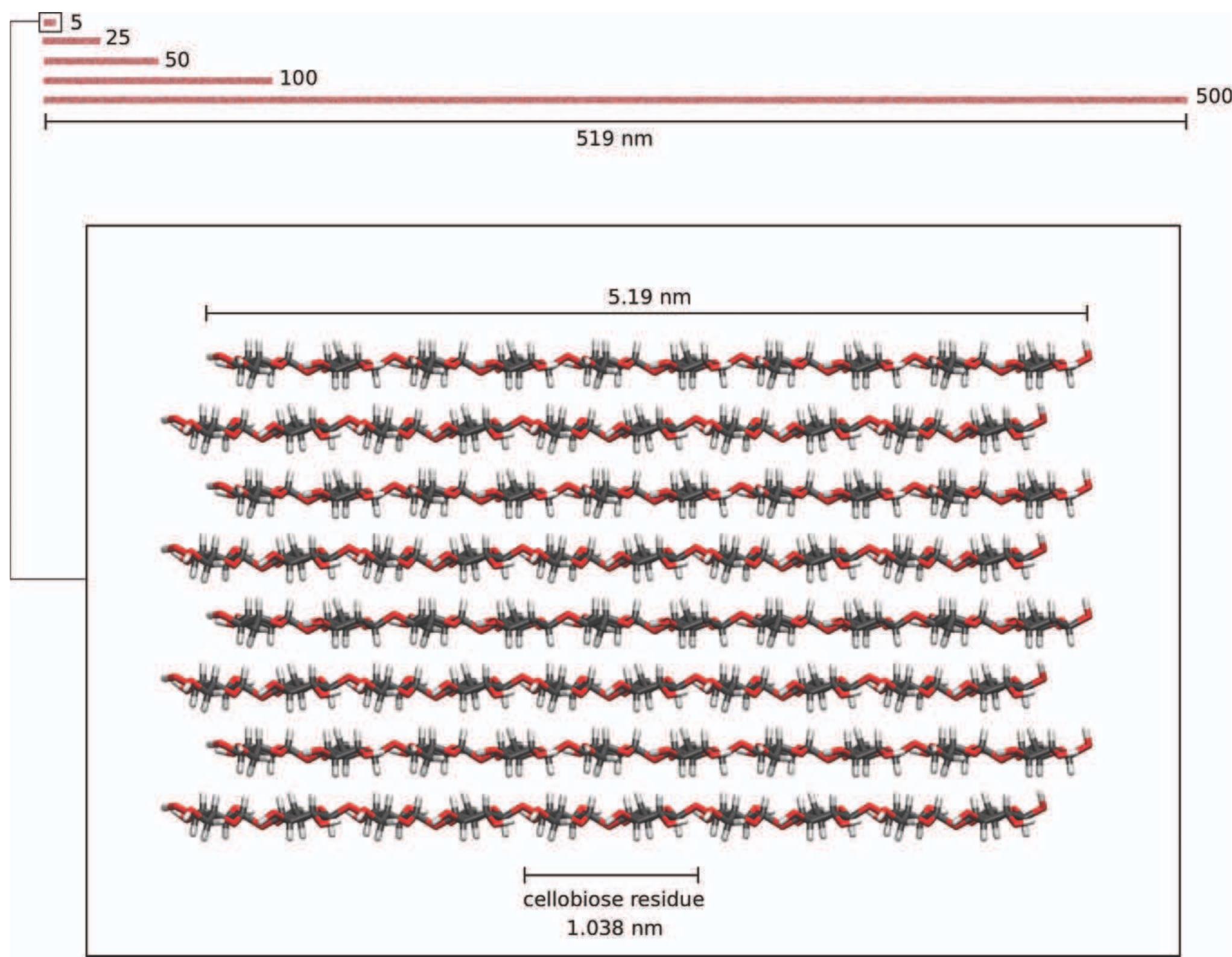 Cellulose 1f Elementary Fibrils Of Different Lengths
