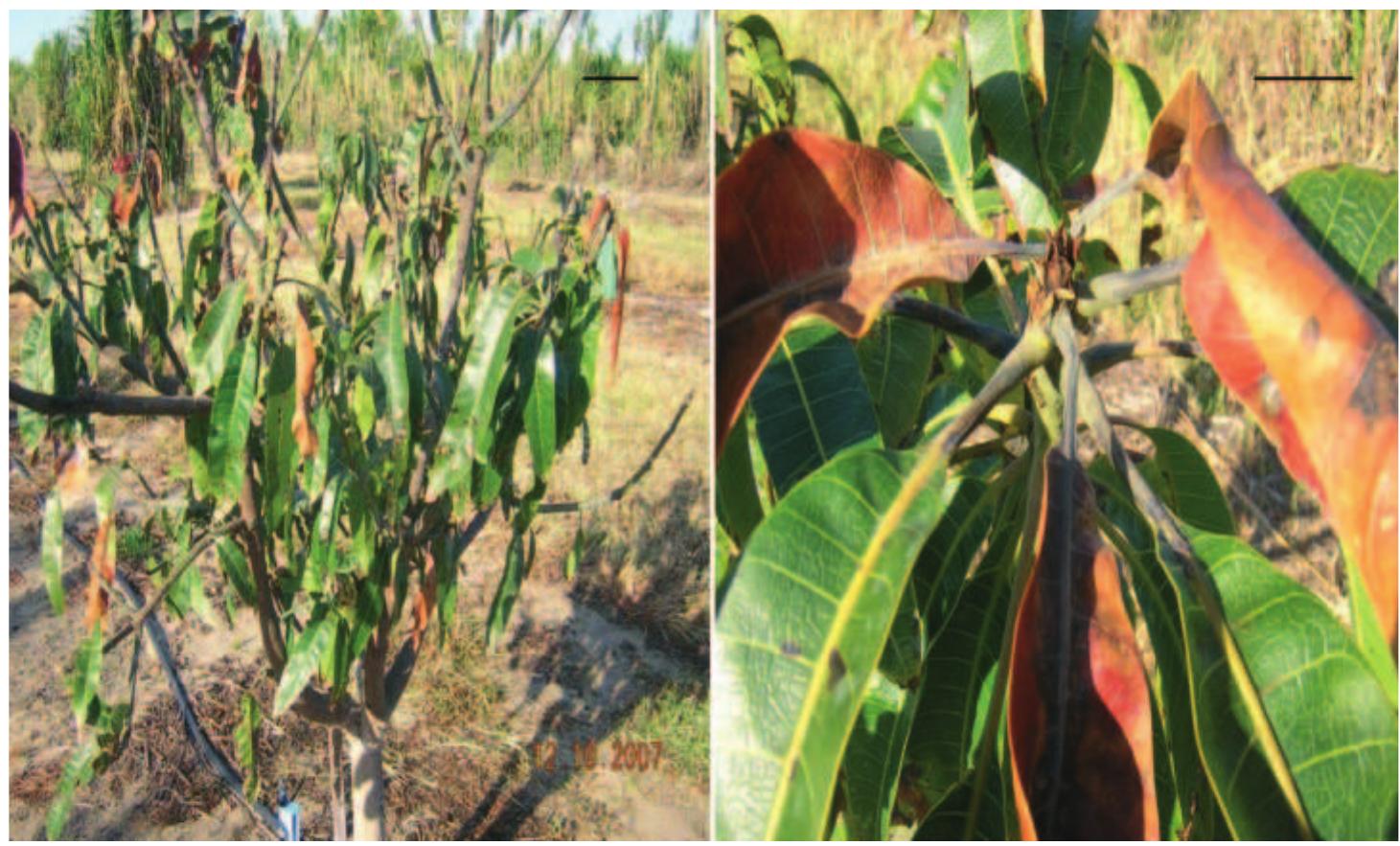Mango tree with typical necrosis of stem tip, bud, leaf