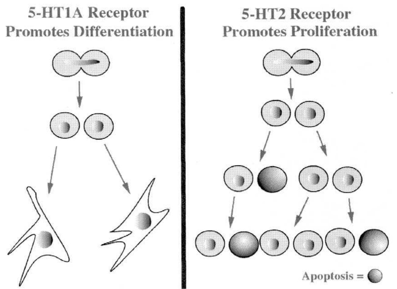 The drawings show the actions of the 5-ht1a and 5-ht2a