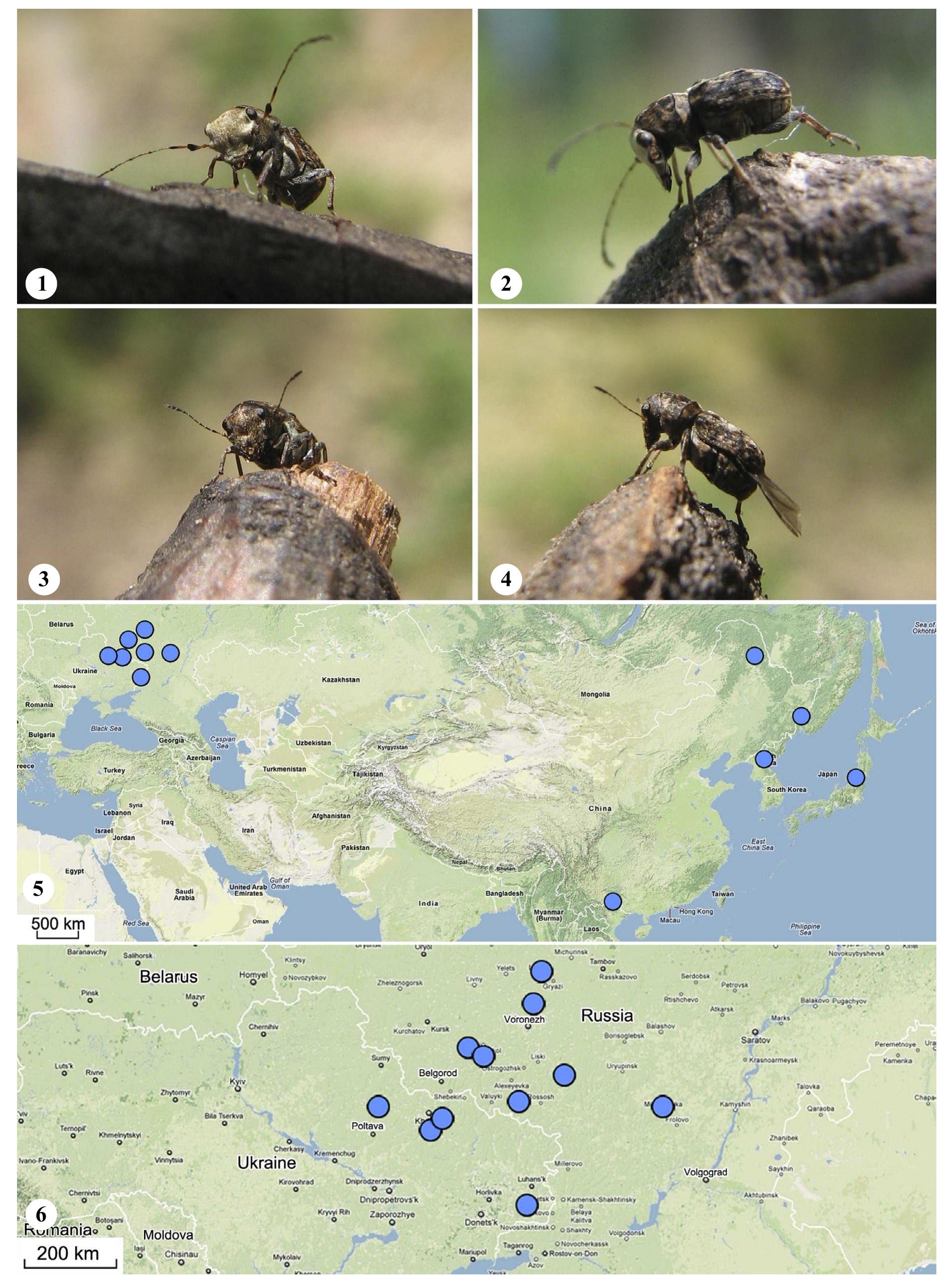 ‘igs 1-6. exechesops leucopis jordan: 1-2 — male; 3-4