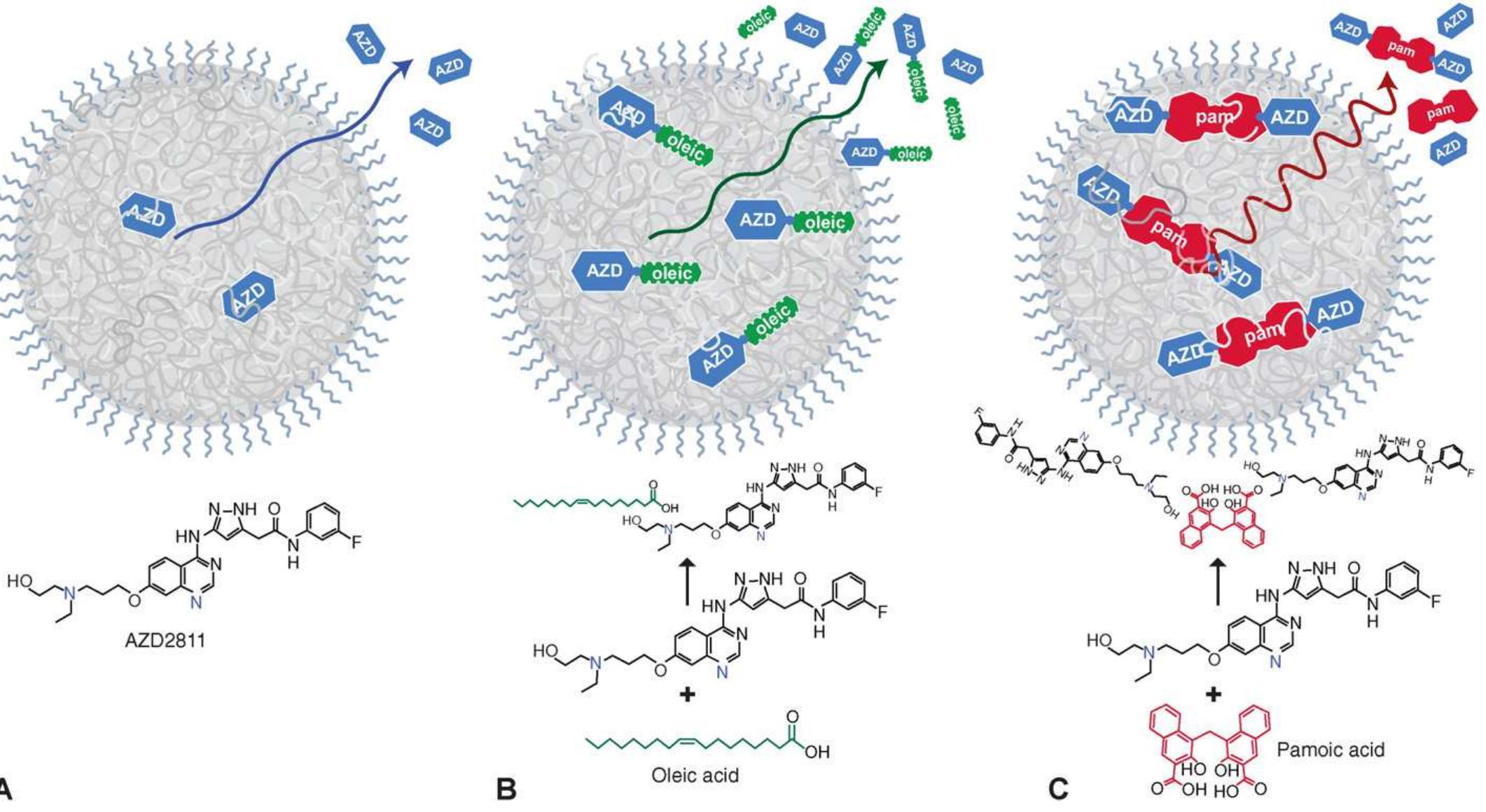A schematic representation of the hip formation, hip