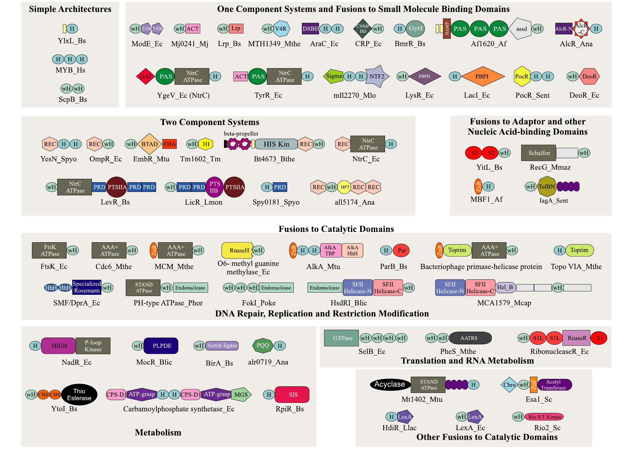 Examples of domain architectures of proteins with hth