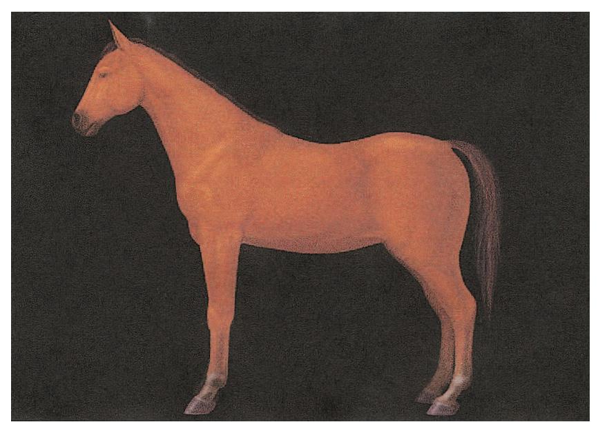 Digital image of the outer shell of the horse.