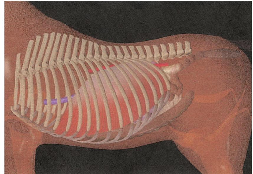 (PDF) I: A New Look at Equine Gastrointestinal Anatomy, Function, and ...