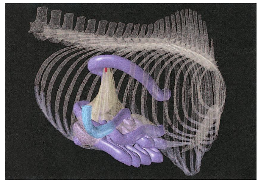 View of the small intestine from the horse’s right side. as