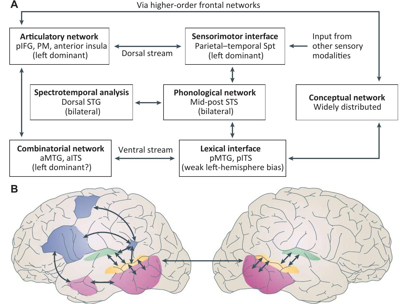 Dual Stream Model Of Language Processing A Schematic