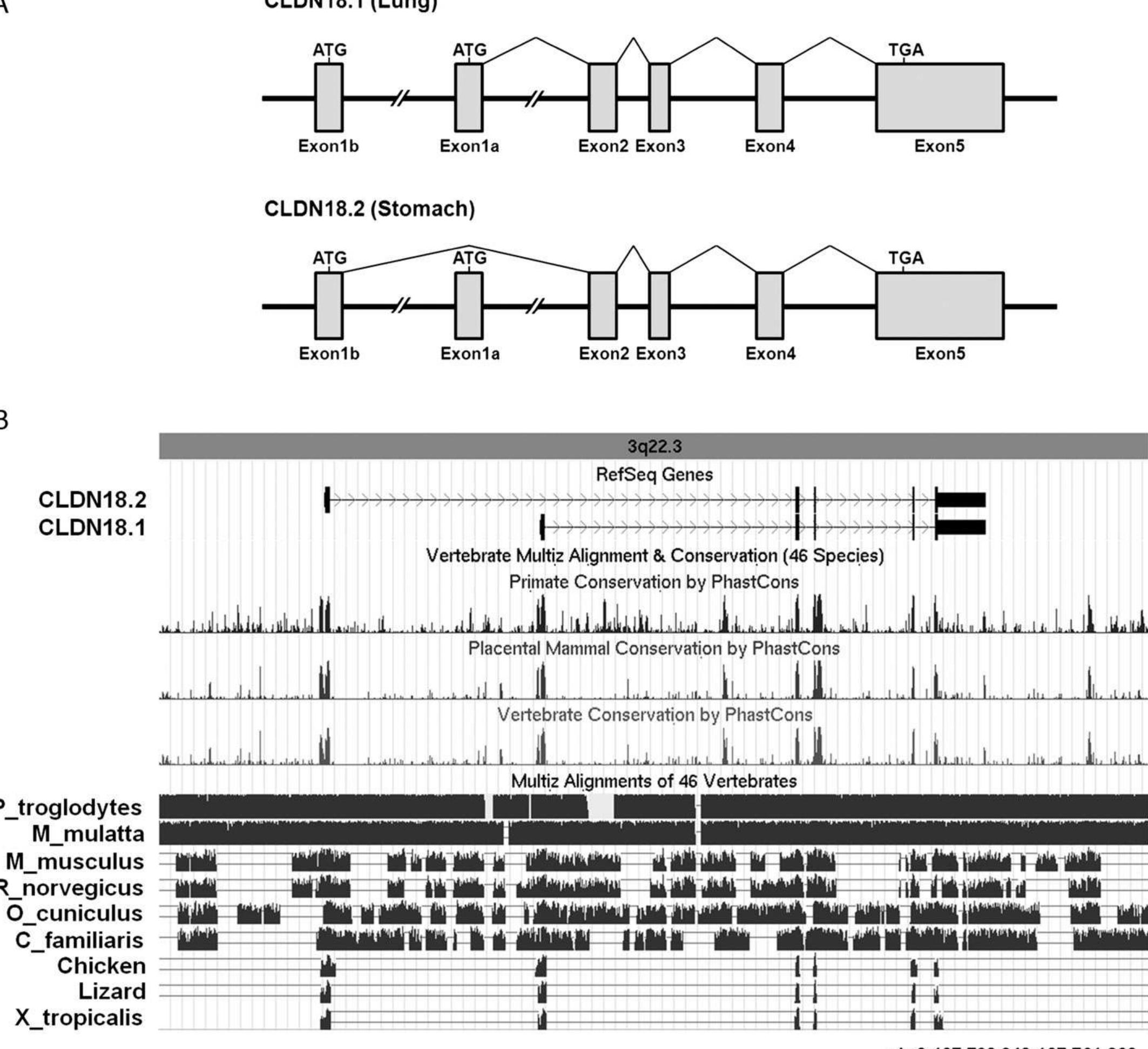 The strict lineage specificity of both cldn18 variants in