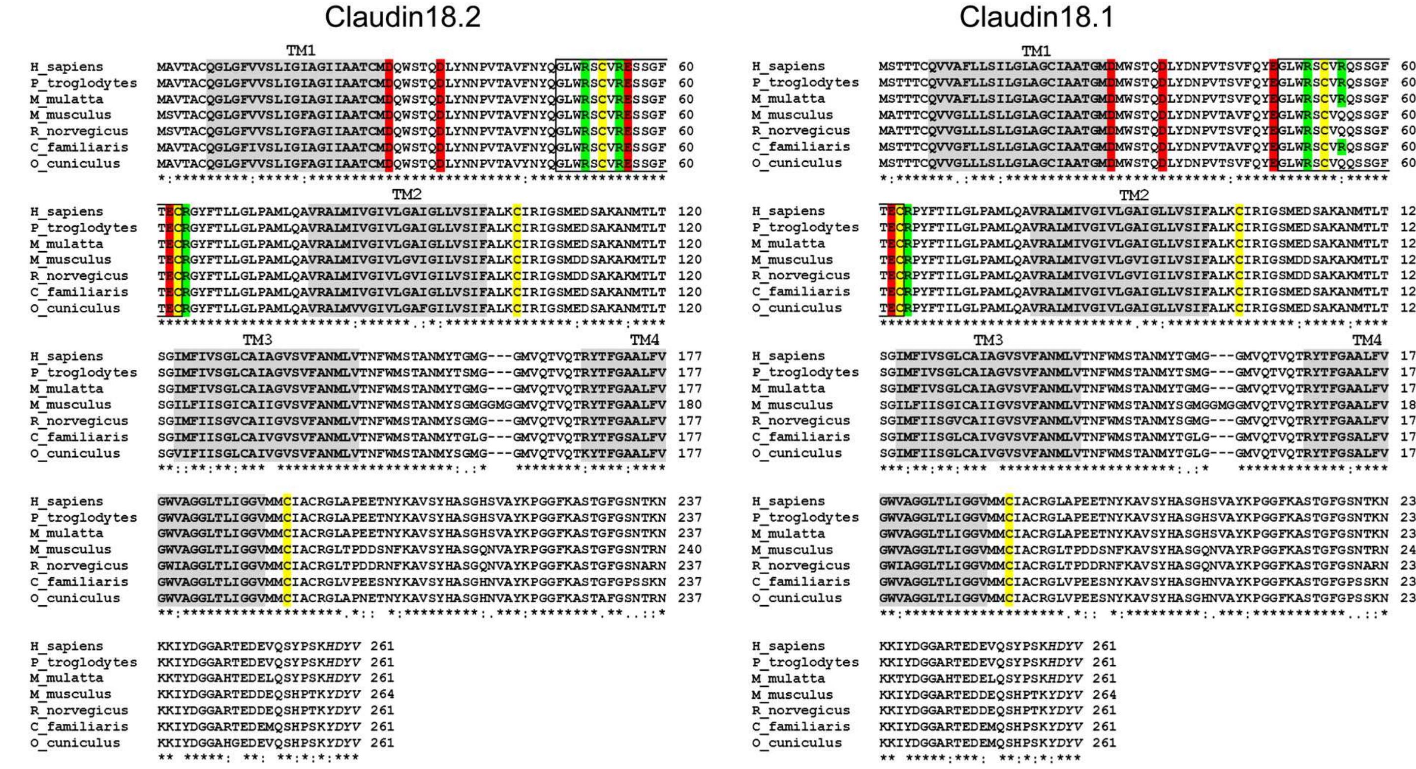 Conservation of protein sequence and composition of cldn18