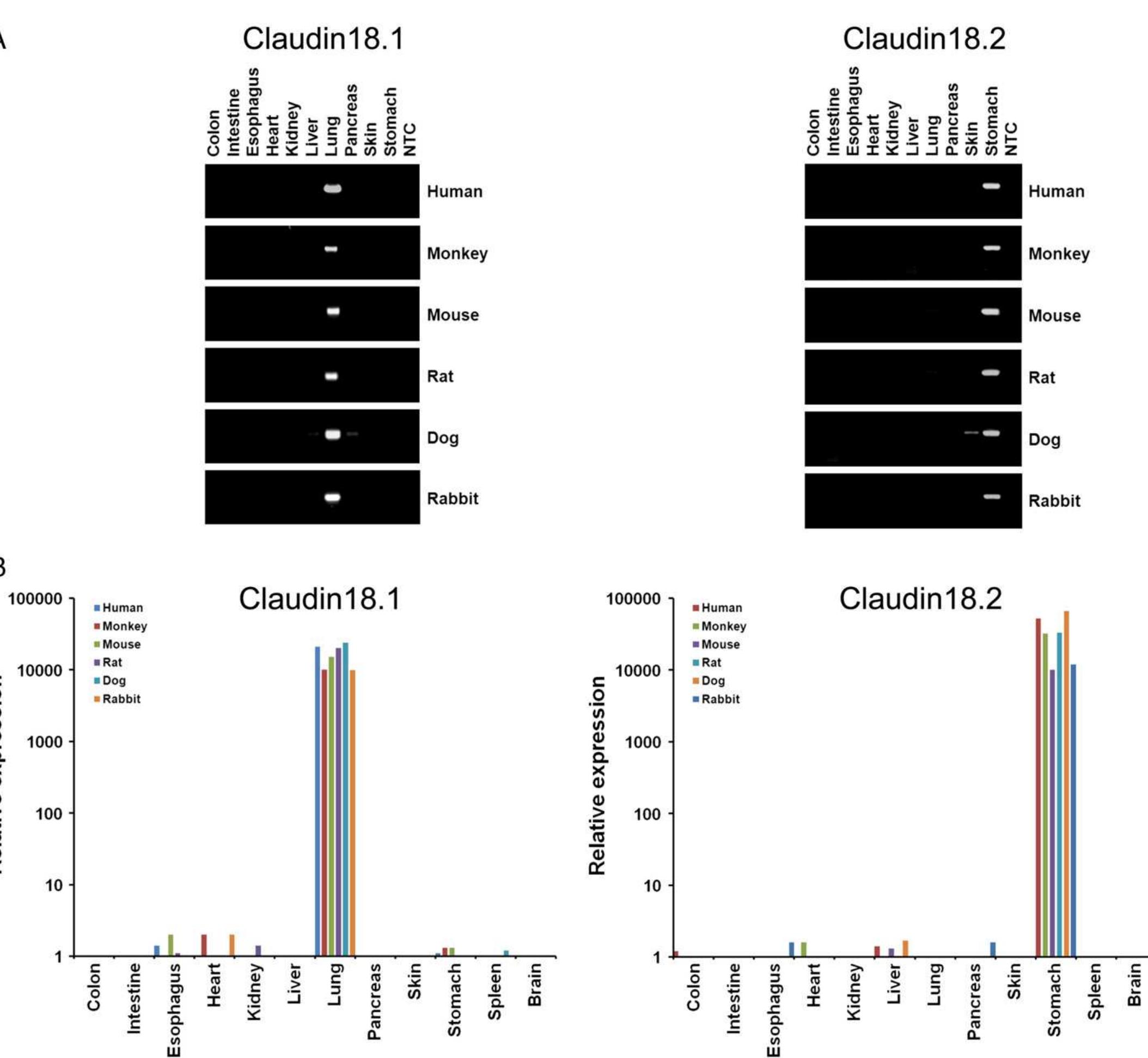 Conserved cell lineage specificity of cldn18 isoforms.