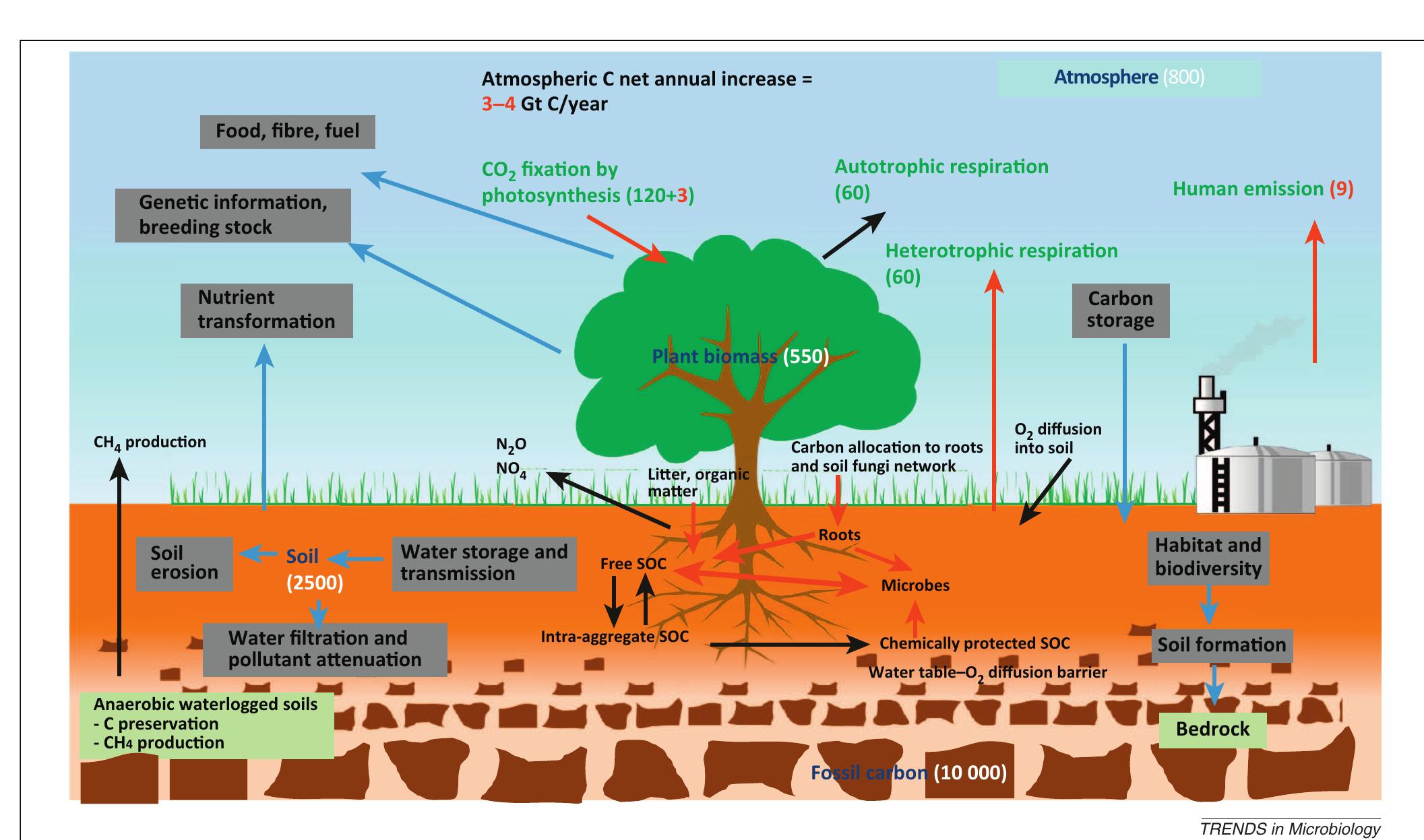 Simplified terrestrial carbon cycle. the values in bracket