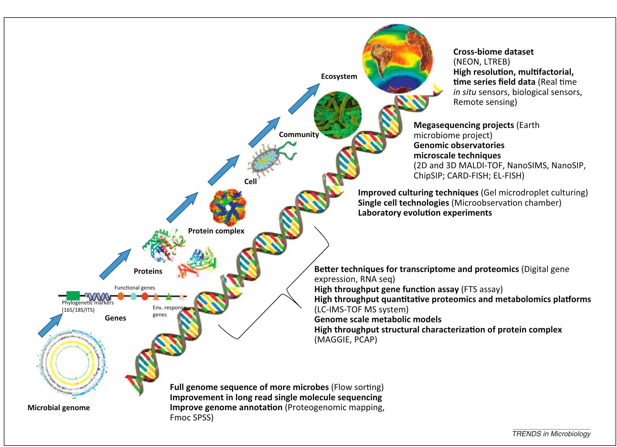 A road map of linking a microbial genome to ecosystem