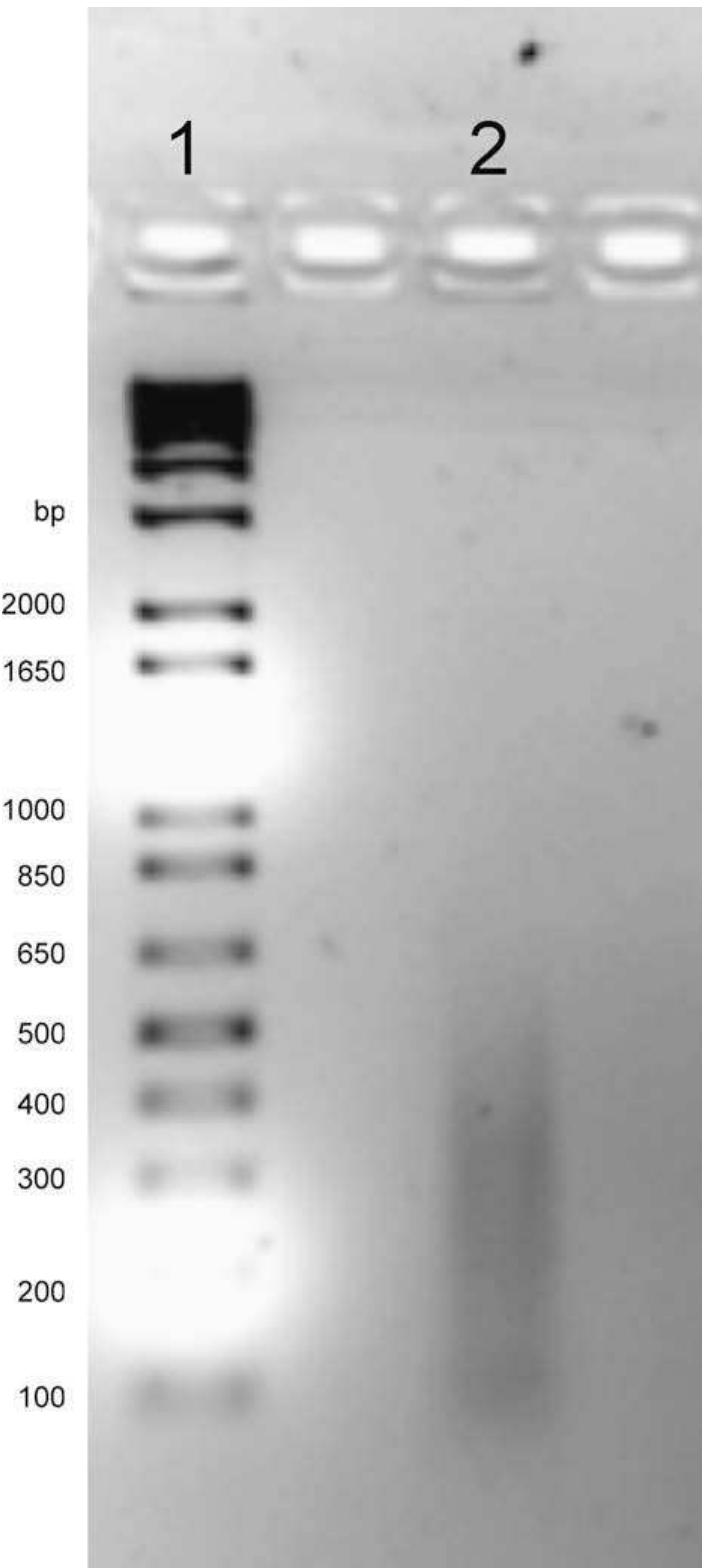 Example gel electrophoresis of a treated spore sample to