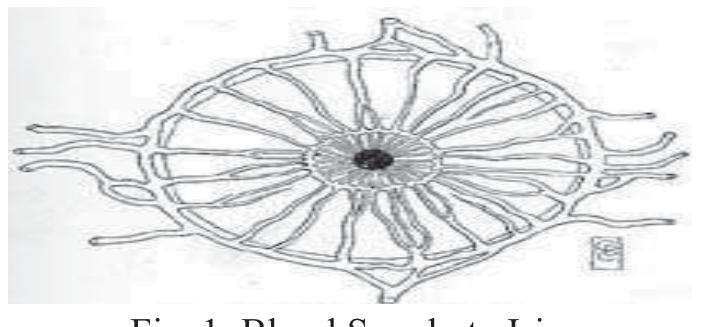 The long and short ciliary blood vessels form a complete