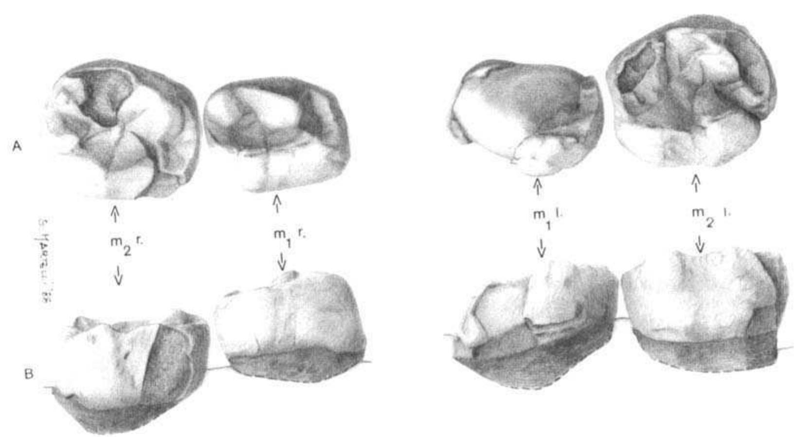 Deciduous molars of the neandertal mandible from molare. a: