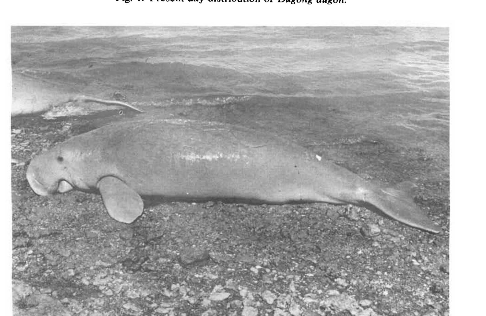 (PDF) Physiology of the dugong