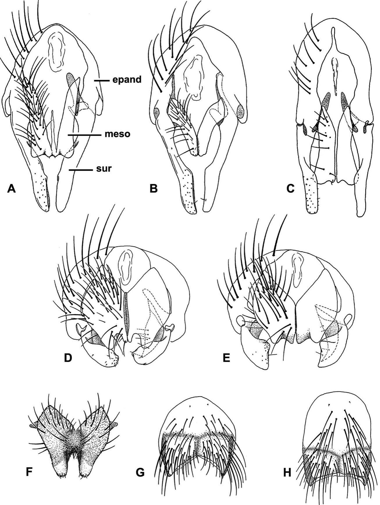 A-e, male genitalia external structures, posterior view. a,