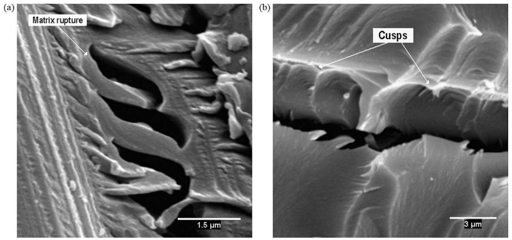 Fatigue fracture surfaces. (a) matrix rupture and (b) cusps