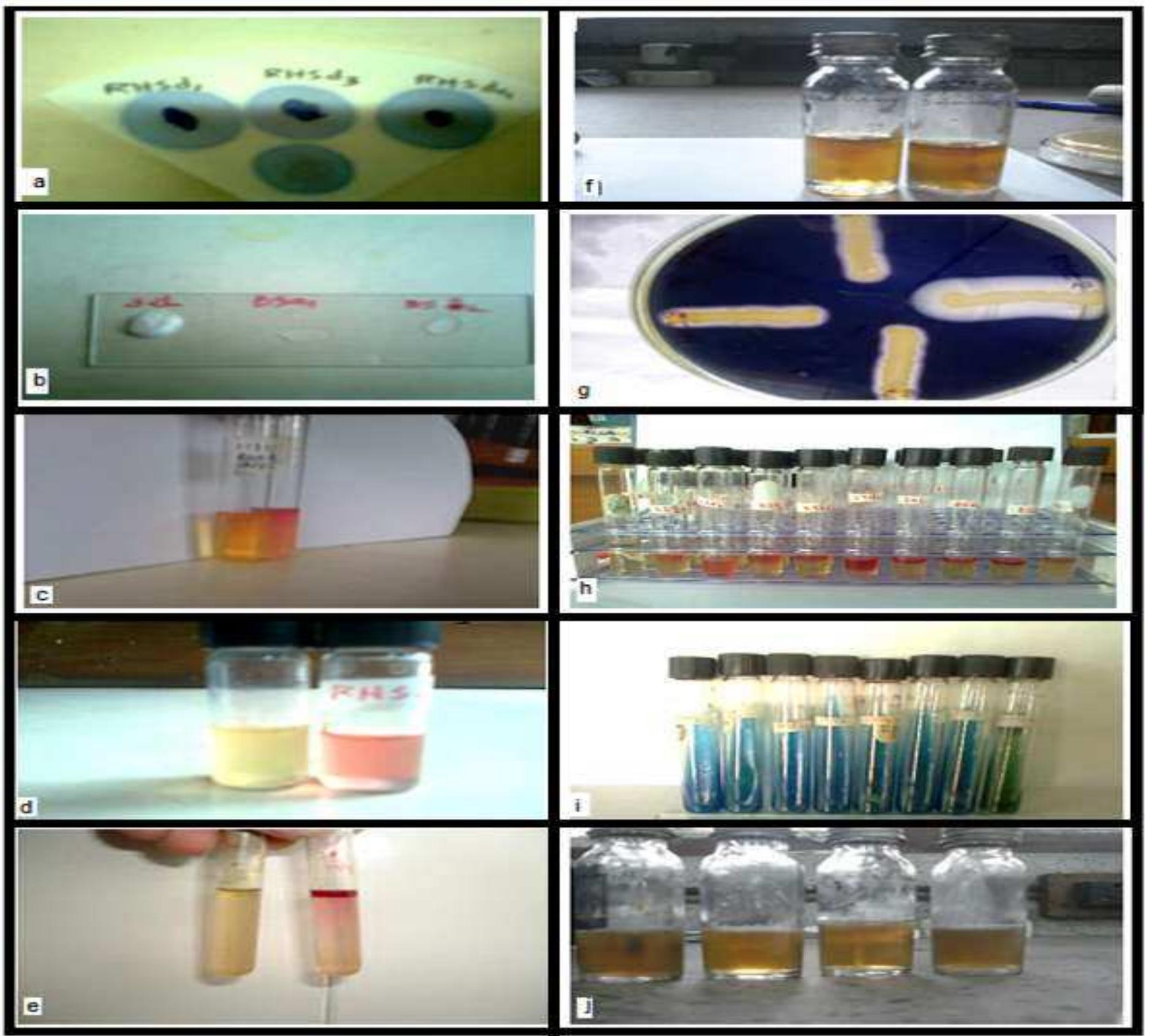 Biochemical tests. (a) oxidase test (b) catalase test (c)