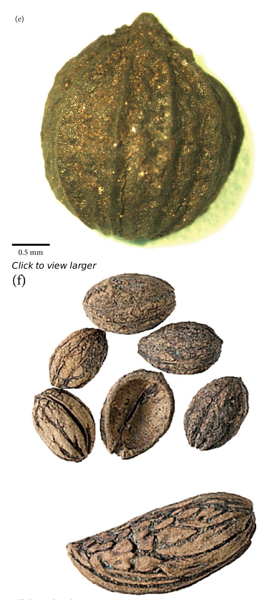 . a) charred spelt wheat grain, showing infestation by a