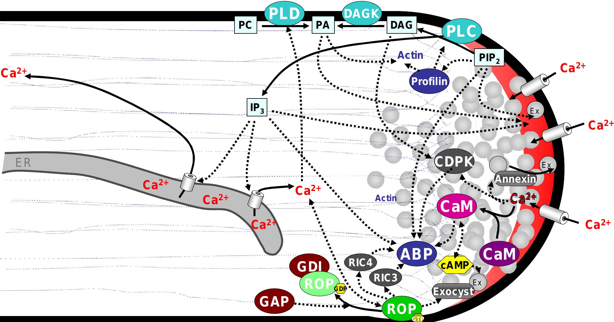 Schematic model illustrating the main signal transduction