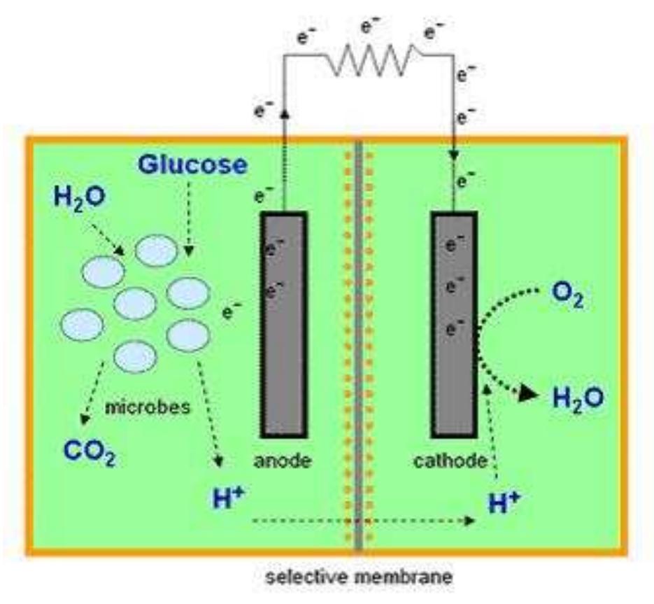 Schematic representation of microbial fuel cell