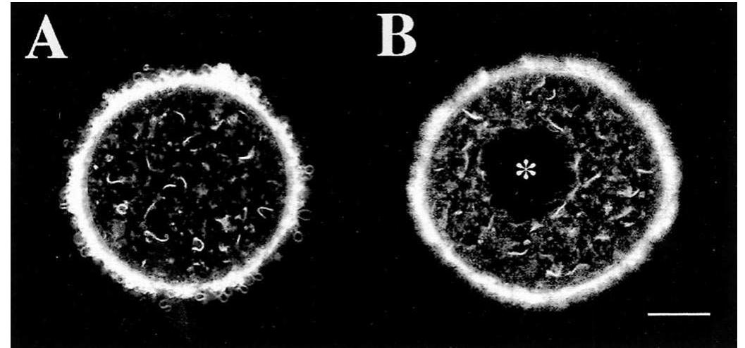 Live imaging of golgi apparatus in mouse gv oocytes using