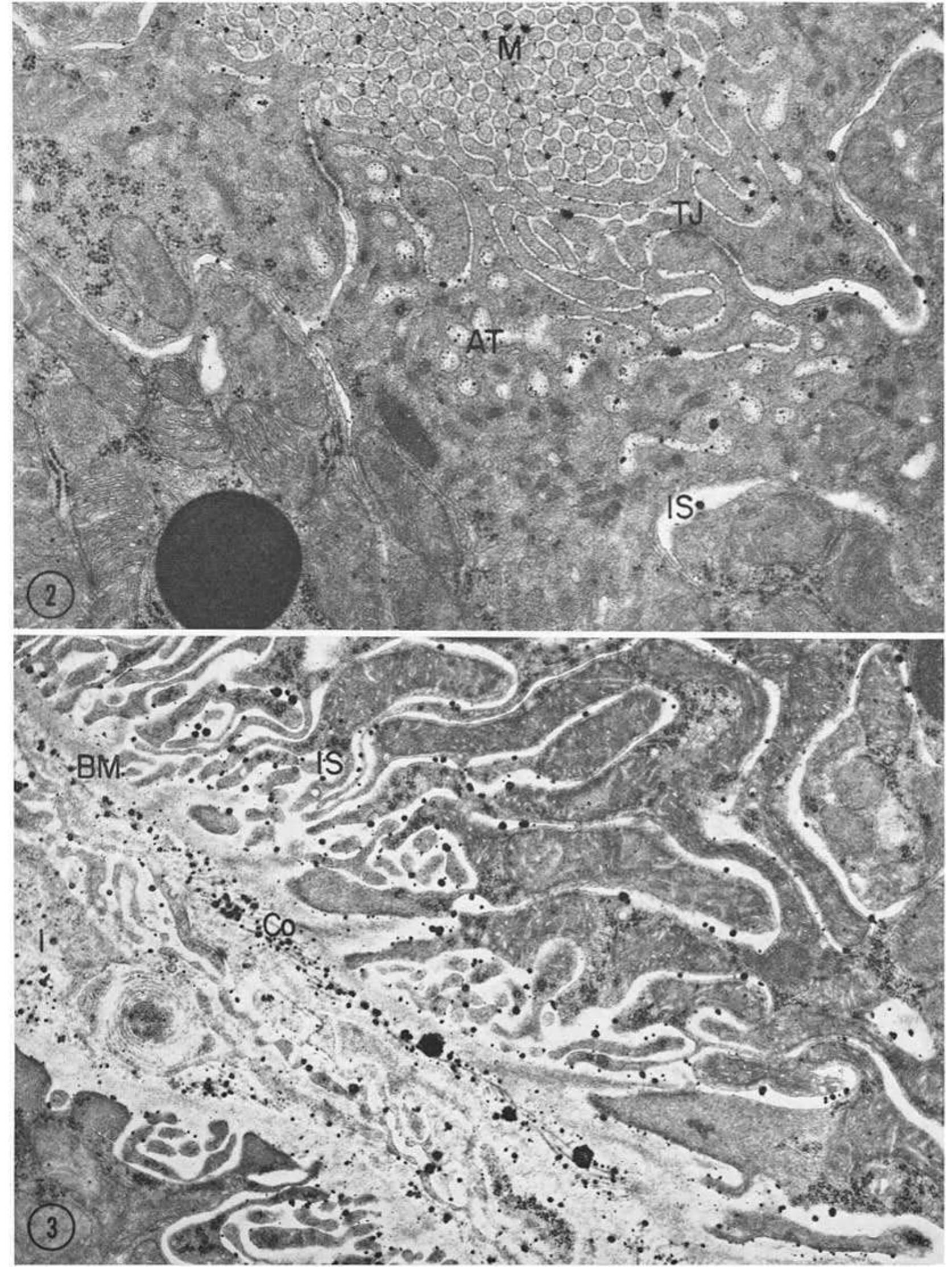 Electron micrograph showing the apical cytoplasm of cells of
