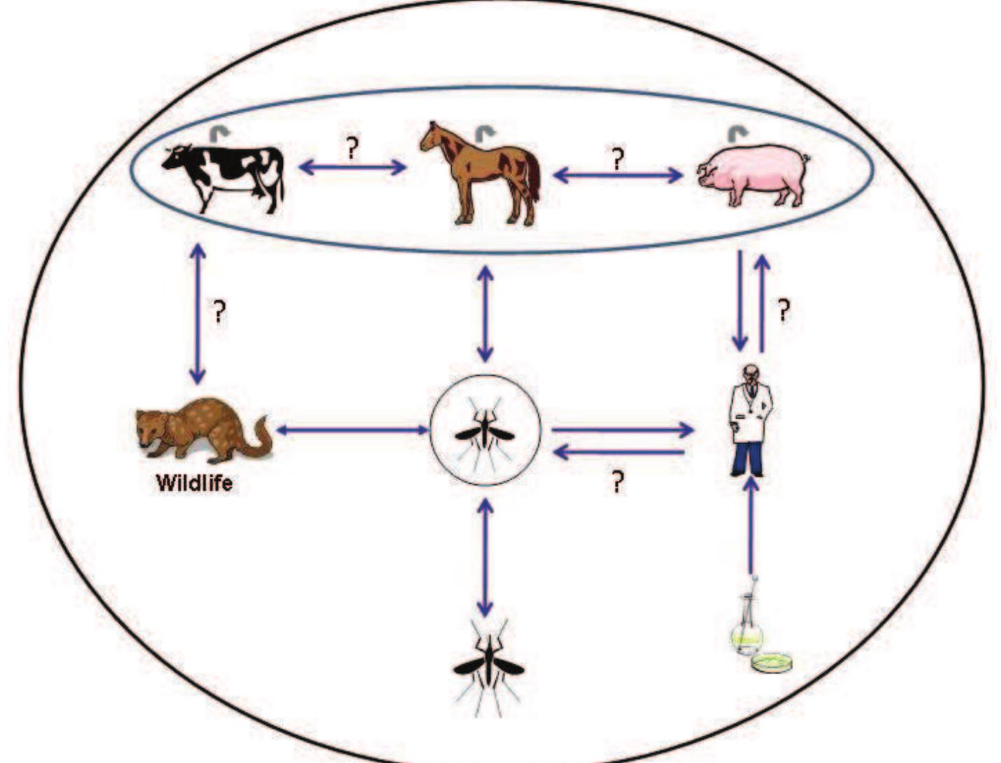 - proposed natural cycle of vesicular stomatitis viruses