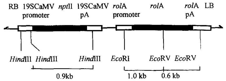 Schematic map of the t-dna of the binary vector pmrki1o. the