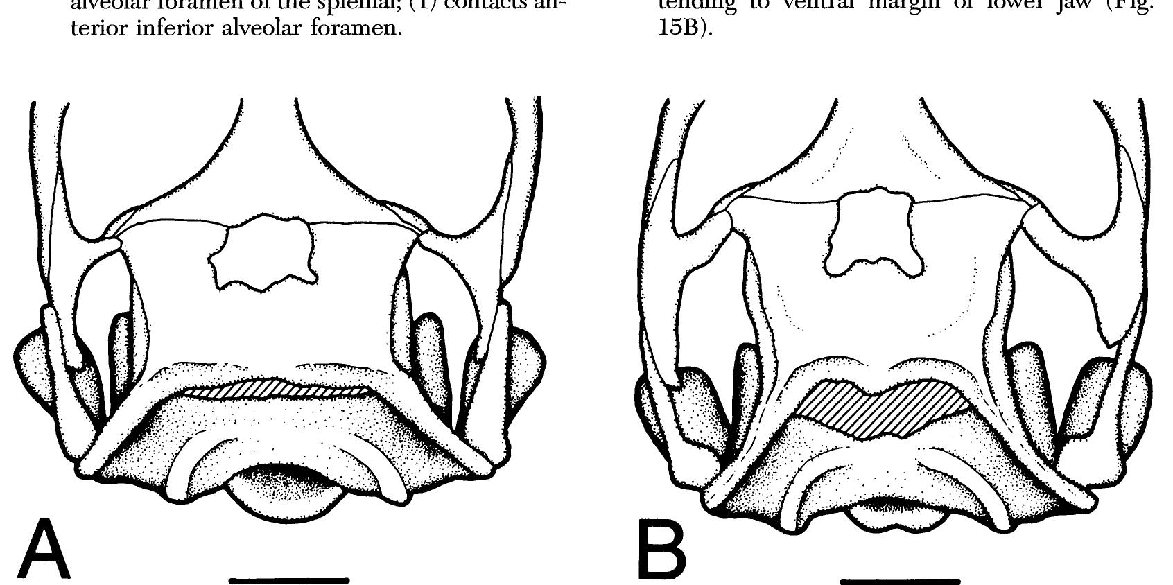 Fic. 14.—dorsal view of the posterior region of the skull in