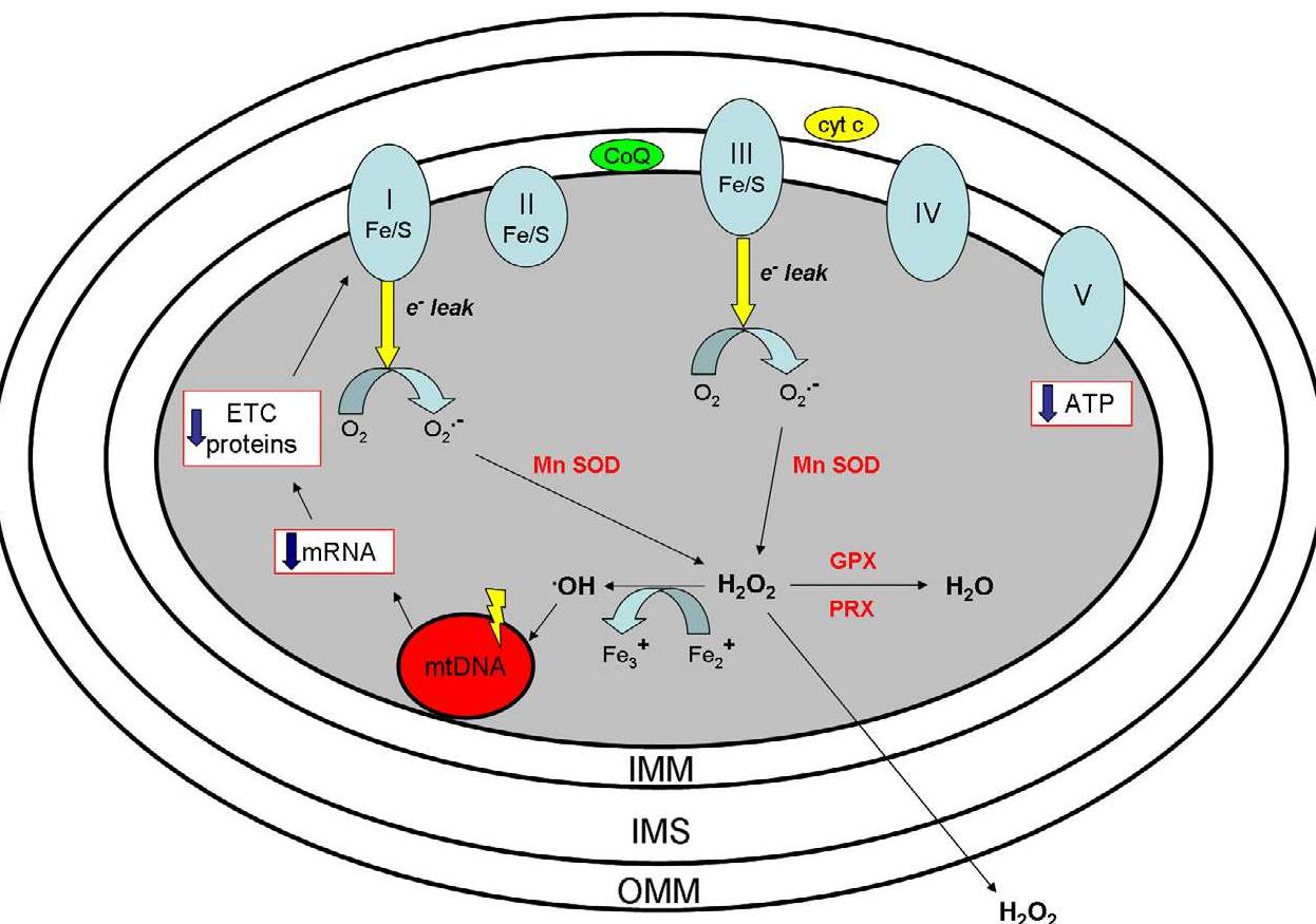 Schematic model of mitochondrial ros production fig. 2.
