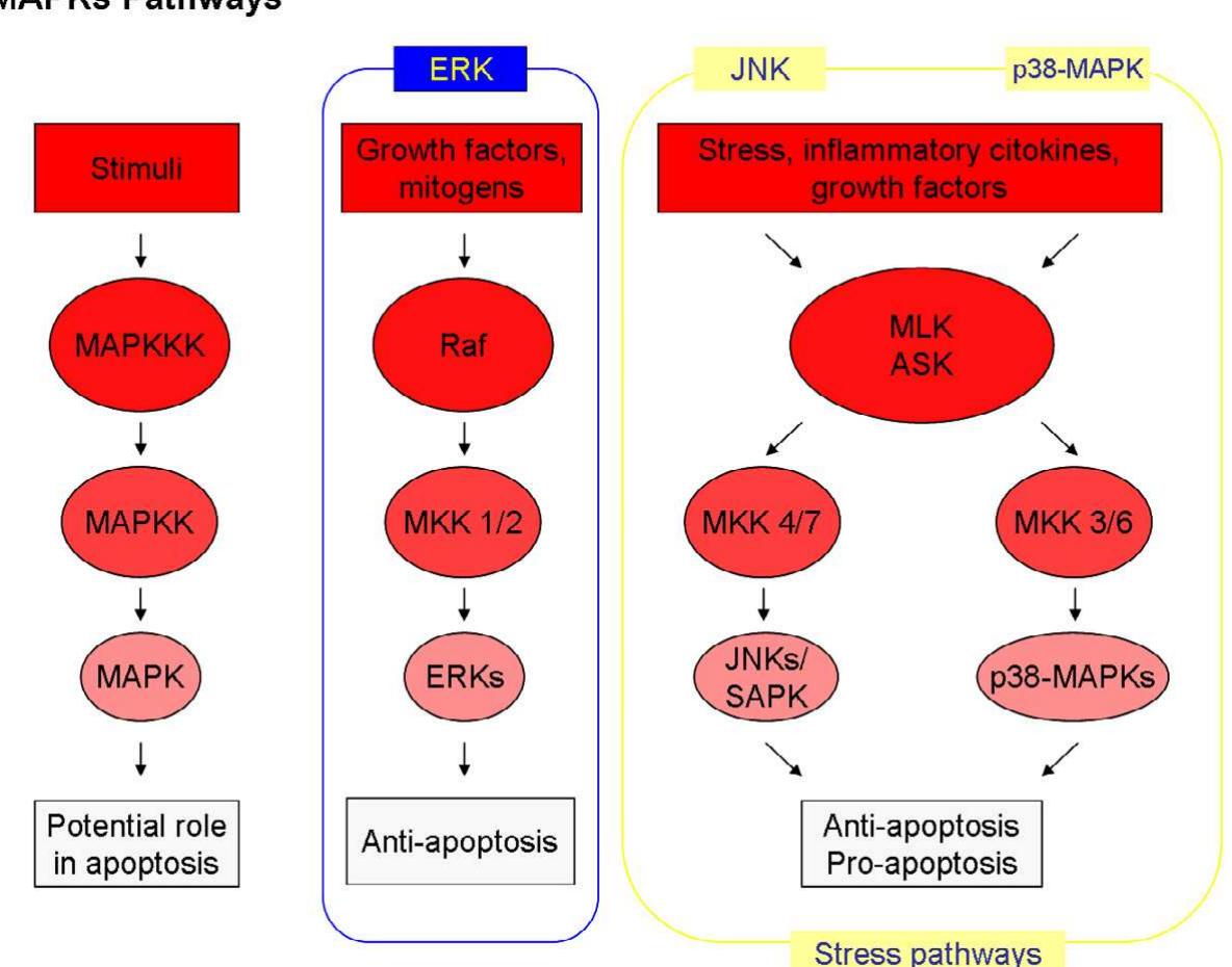 Mapk signaling pathways. mapk signaling pathways are