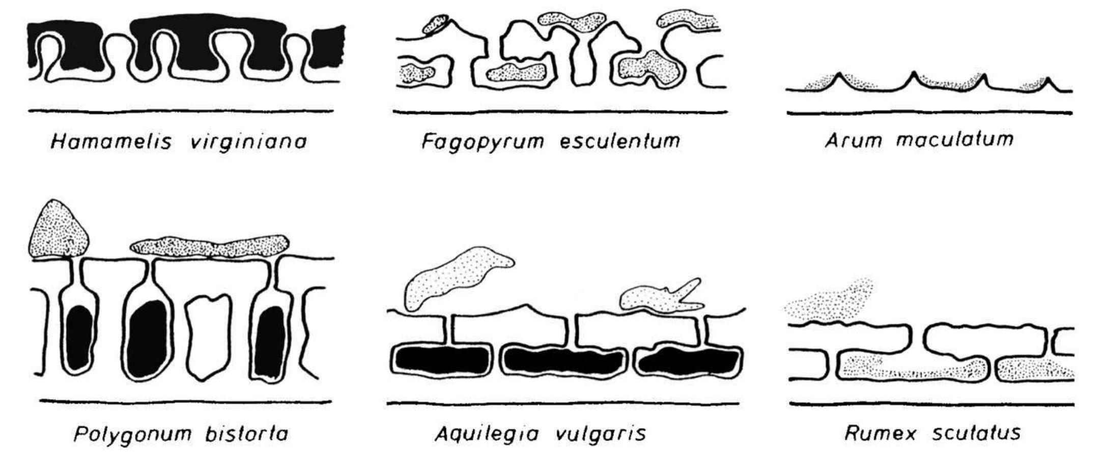 Distribution and consistency of pollenkitt in angiosperms