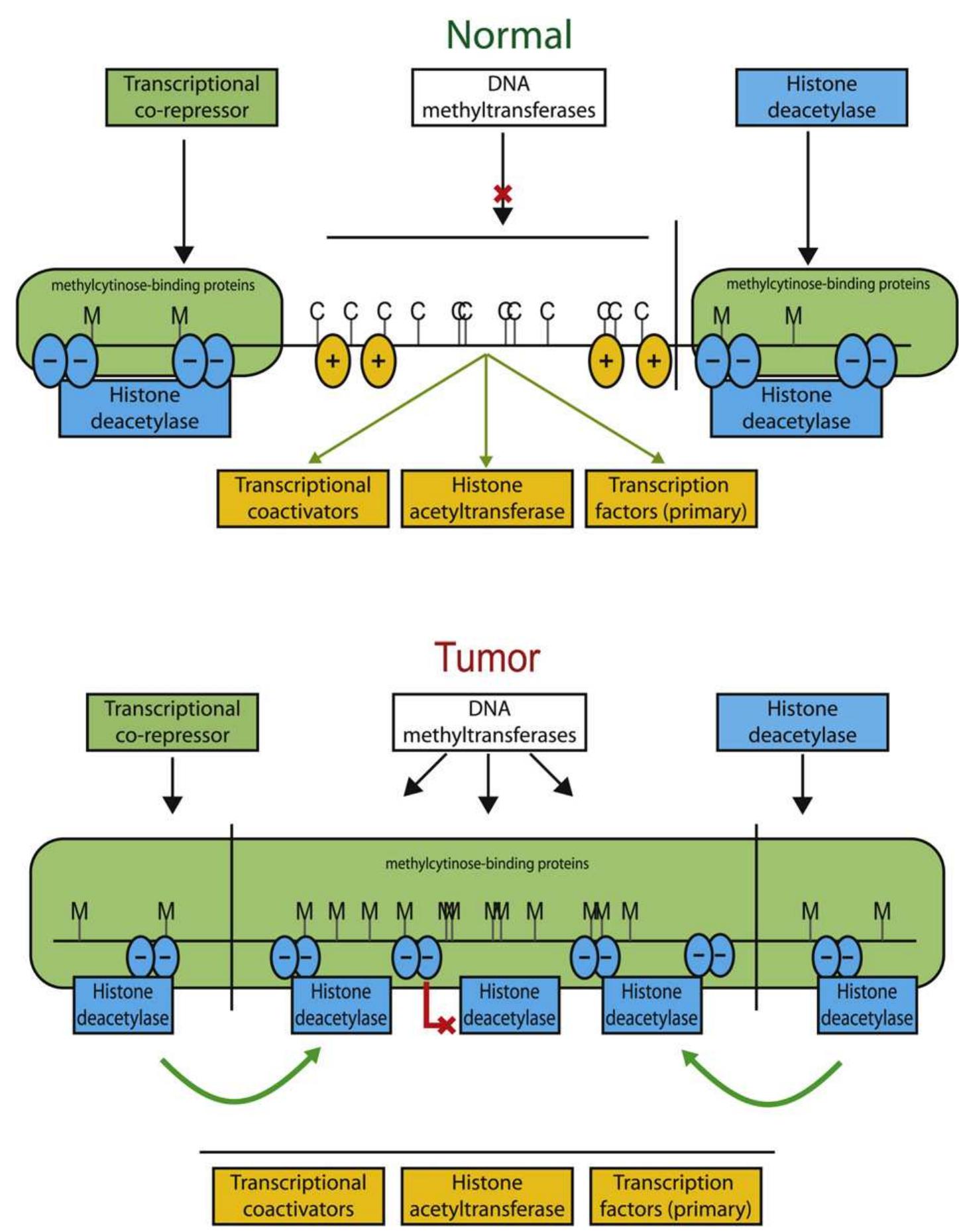 effects of dna methylation and chromatin structure on gene