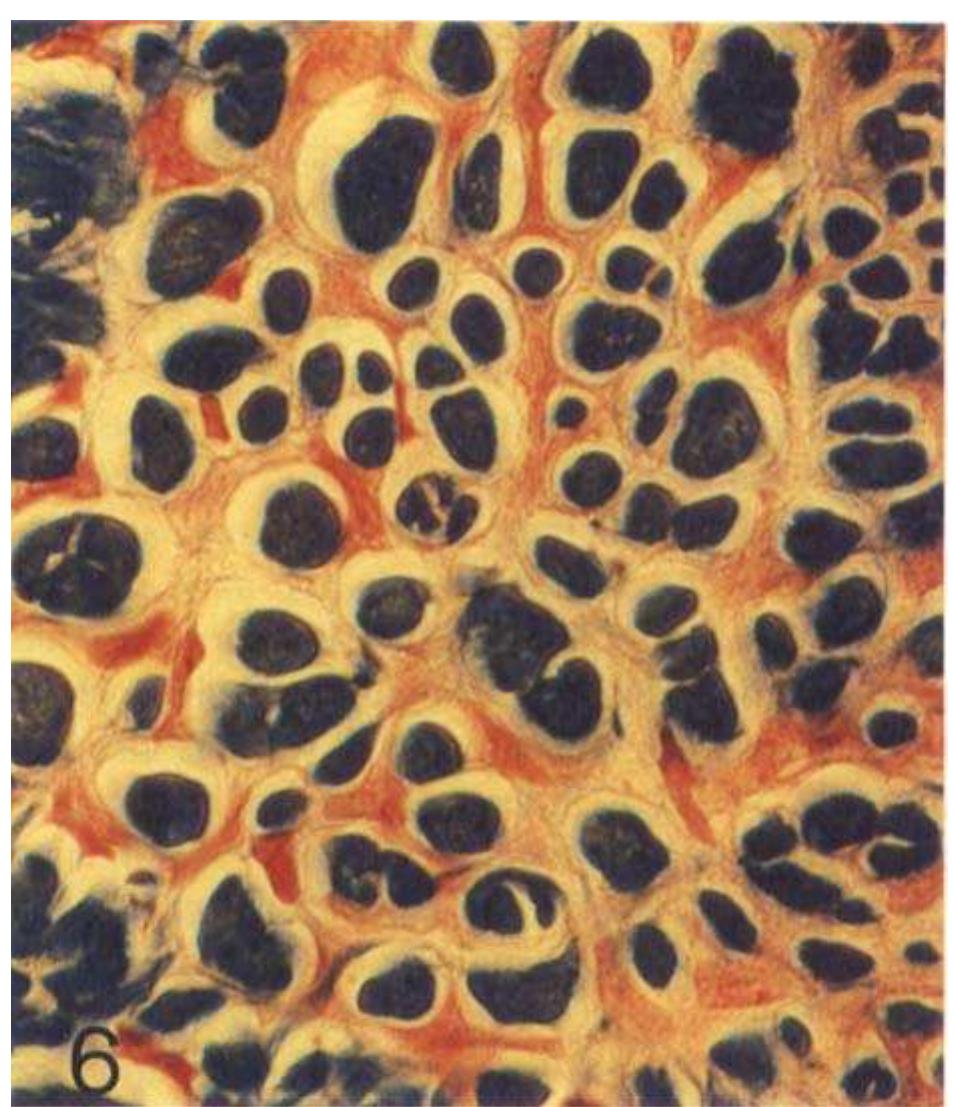 Light micrograph of periodontal ligament of hu- man