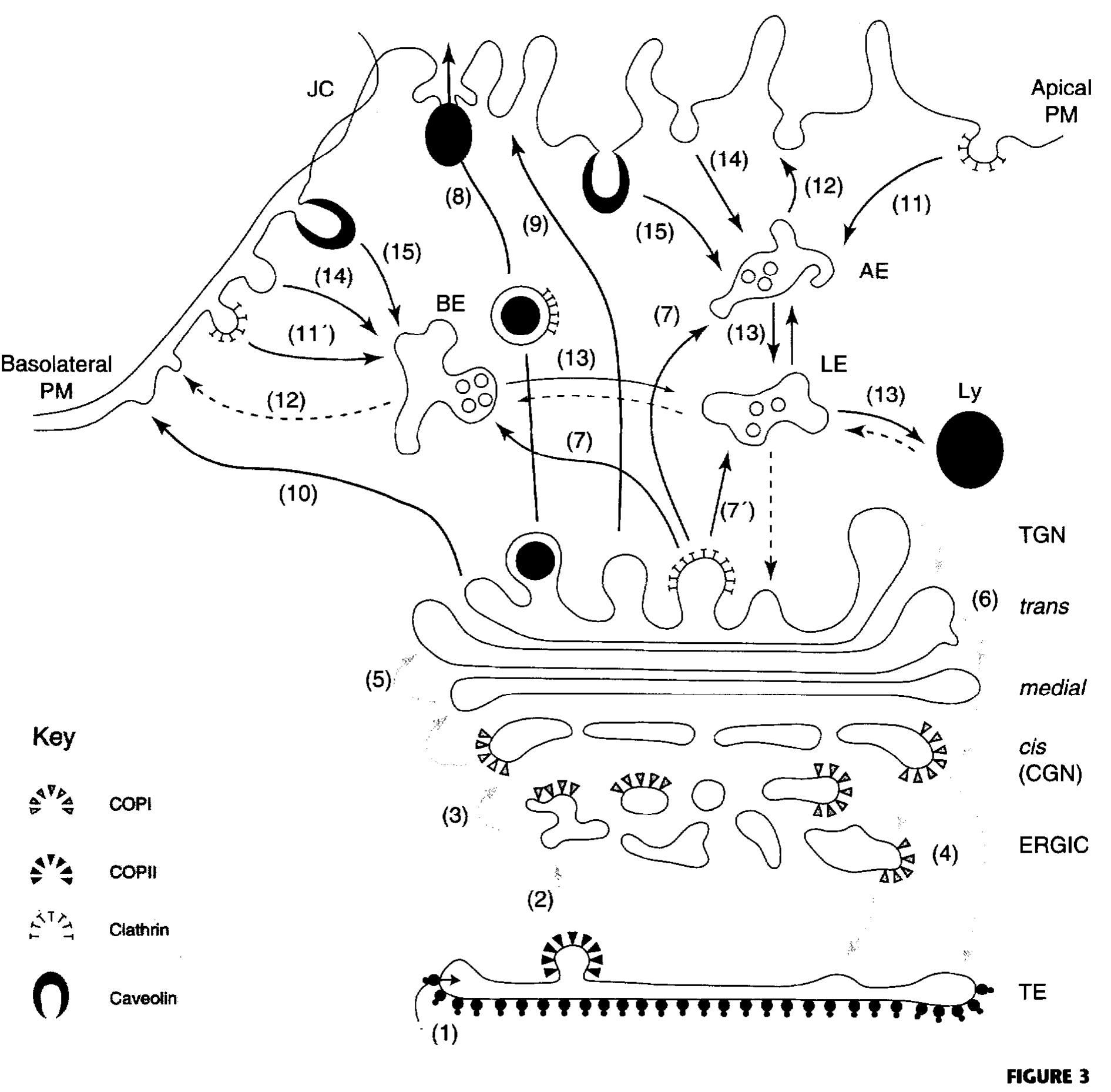 Diagram depicting the major routes of vesicular traffic to