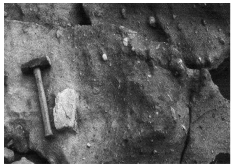 Typical diamictite of the gowganda formation from the
