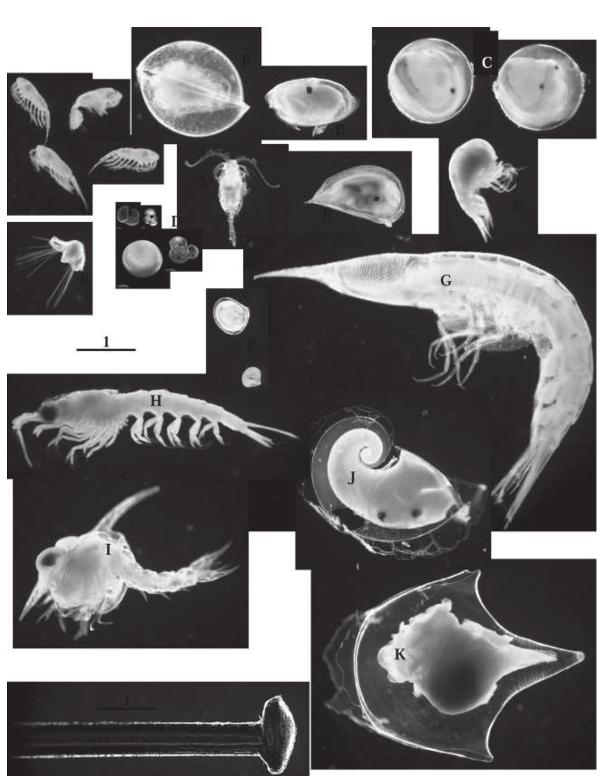 (PDF) Coastal and marine zooplankton: diversity and biology